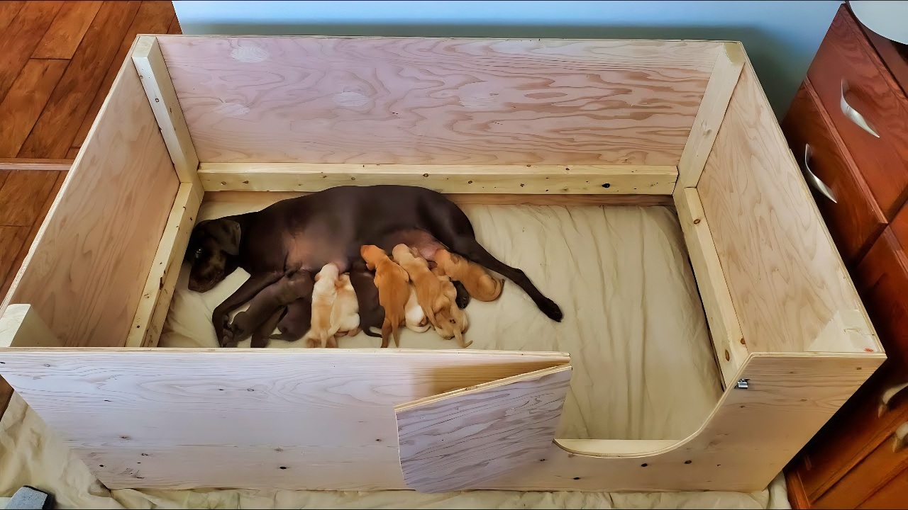 DIY Whelping Box (3 Different Ideas) - DIY Cozy Home